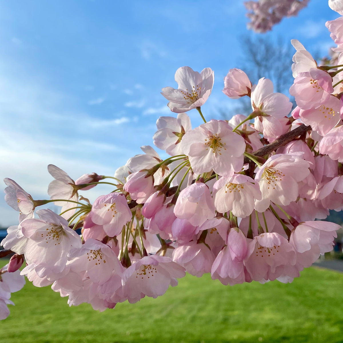 Spring – Haus of Gloi